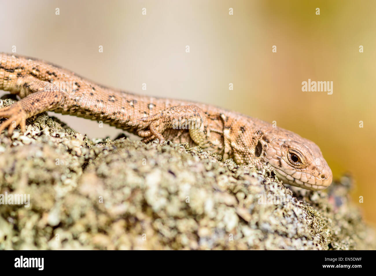 Lacertid hi-res stock photography and images - Alamy