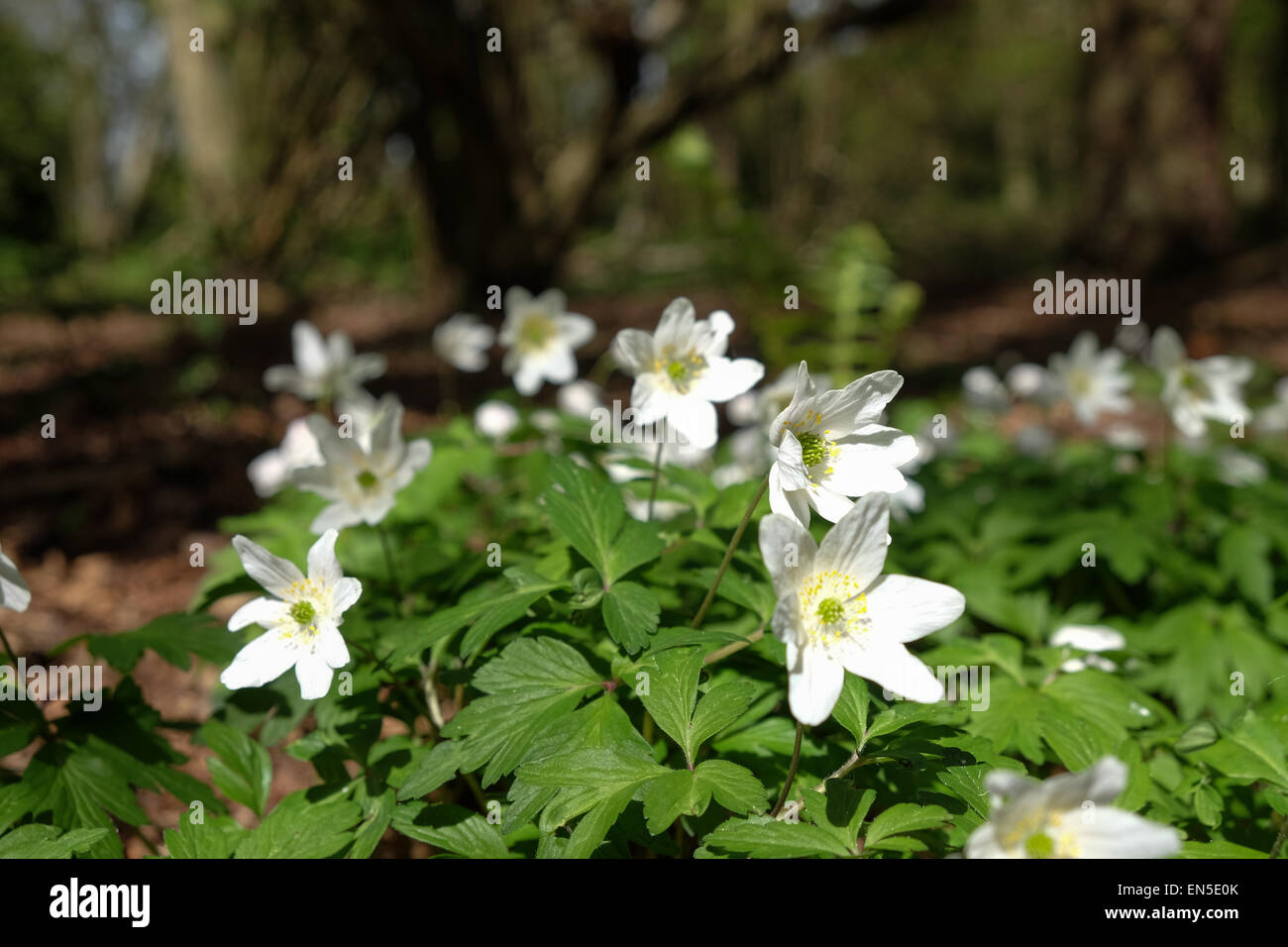 Wood Anemones flowering in swithland wood Stock Photo - Alamy
