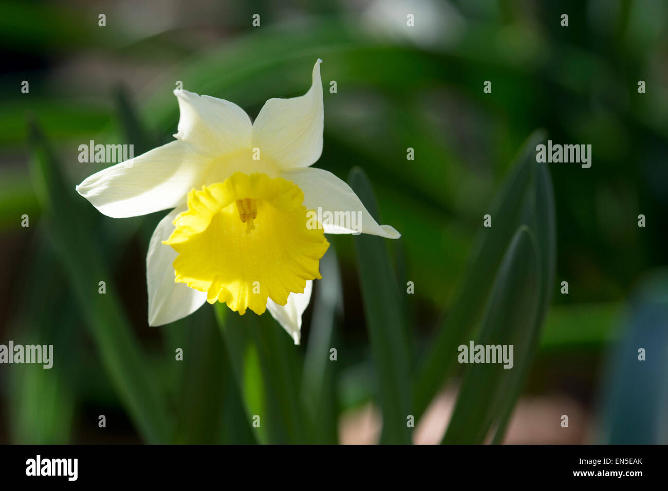 Narcissus little beauty. Daffodil Stock Photo - Alamy