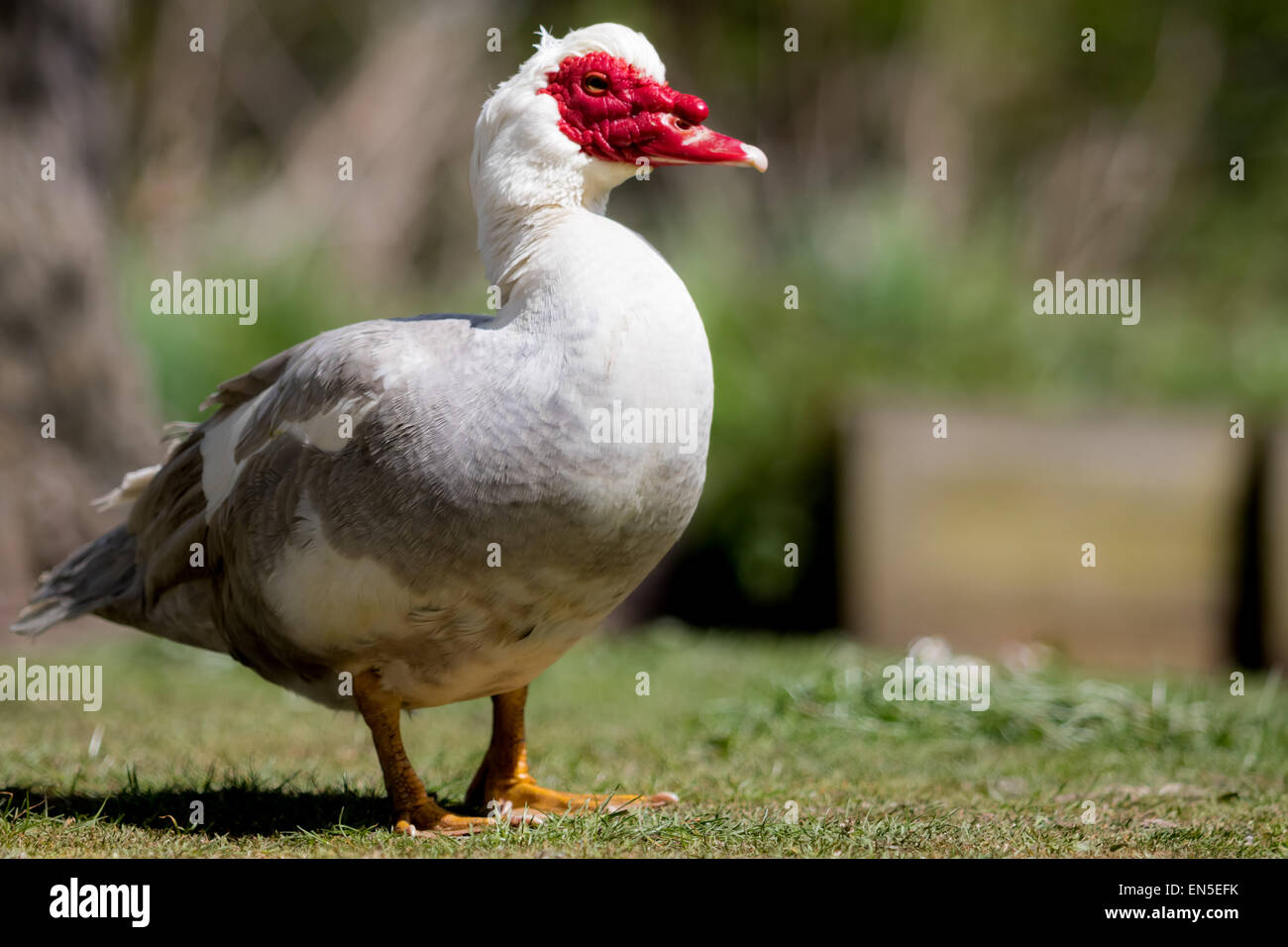 Bird next to an English village duck pond Stock Photo - Alamy