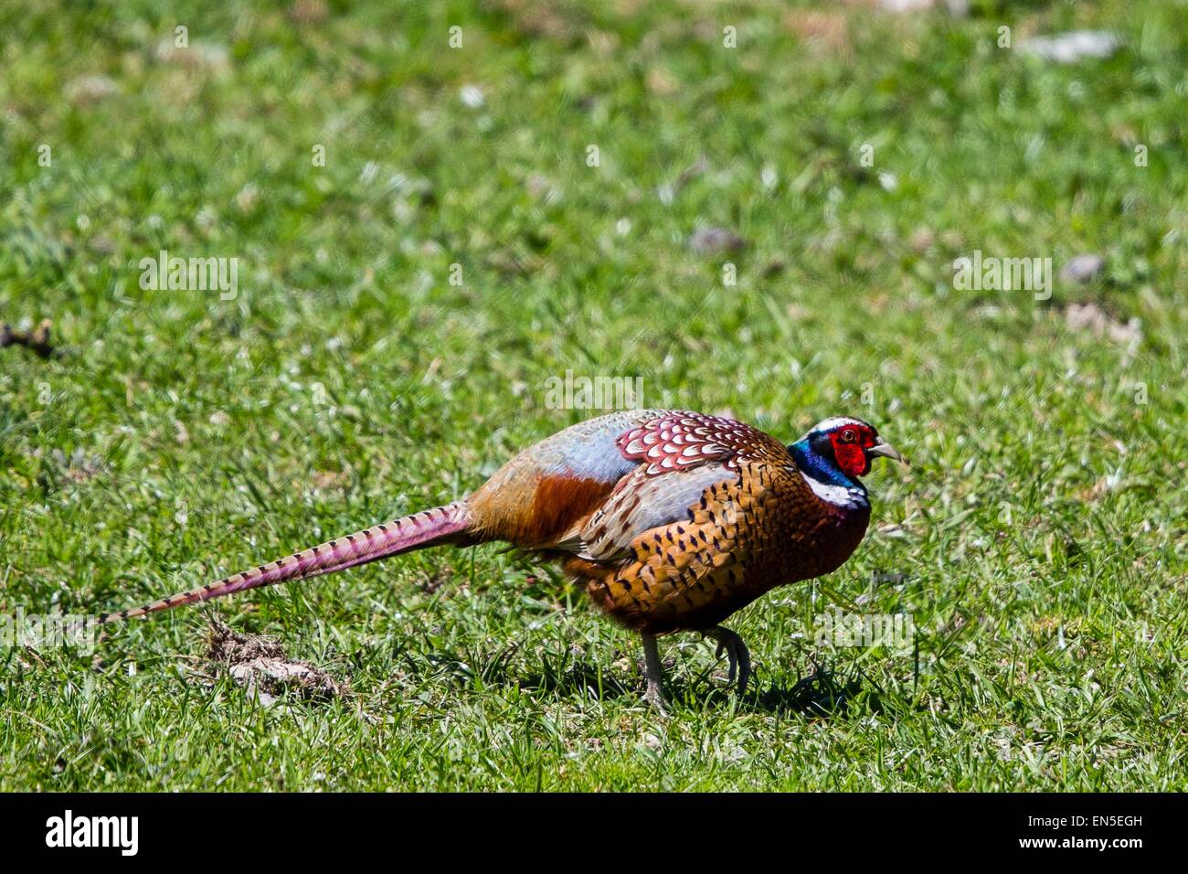 A male pheasant explores grassland at Ynyshir RSPB reserve, Ceredigion ...