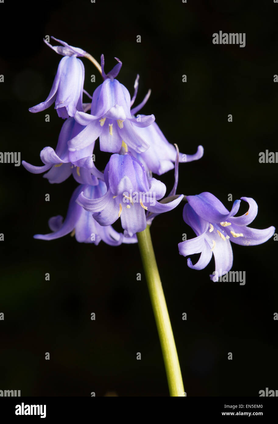 Single english bluebell flower blue hi-res stock photography and images ...