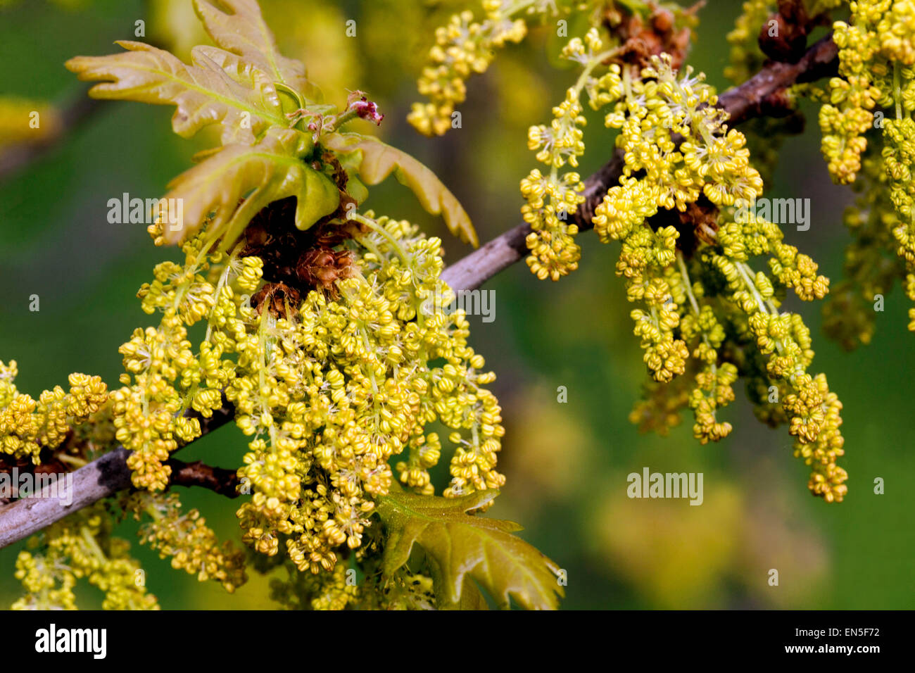English oak, Quercus robur flower Spring pollen Catkins Stock Photo - Alamy