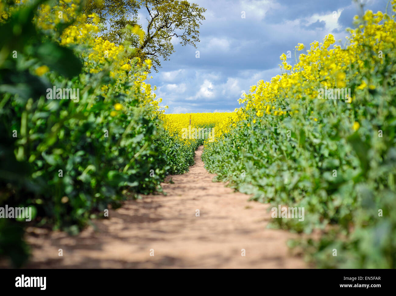 Farnsfield, Nottinghamshire, UK. 28th April, 2015. Bright sunny spells ...