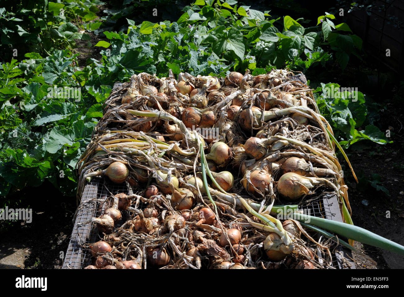 Sturon onions and shallots drying in a vegetable garden Stock Photo - Alamy