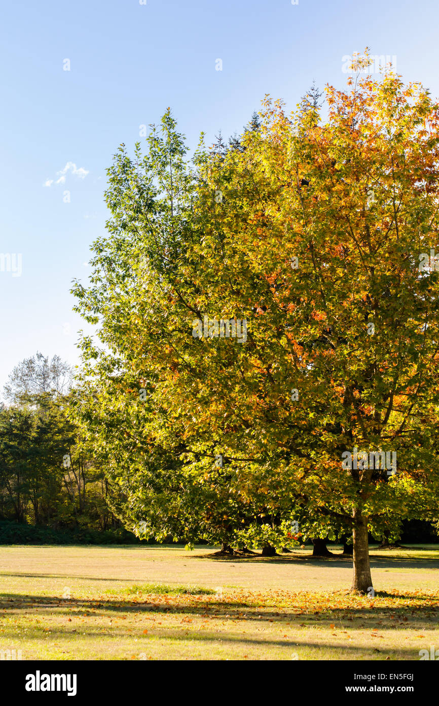 Fall at the park of an autumn tree turning gold Stock Photo - Alamy