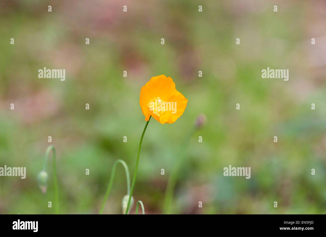 A brightly coloured Welsh poppy at Ynyshir RSPB reserve, mid Wales ...