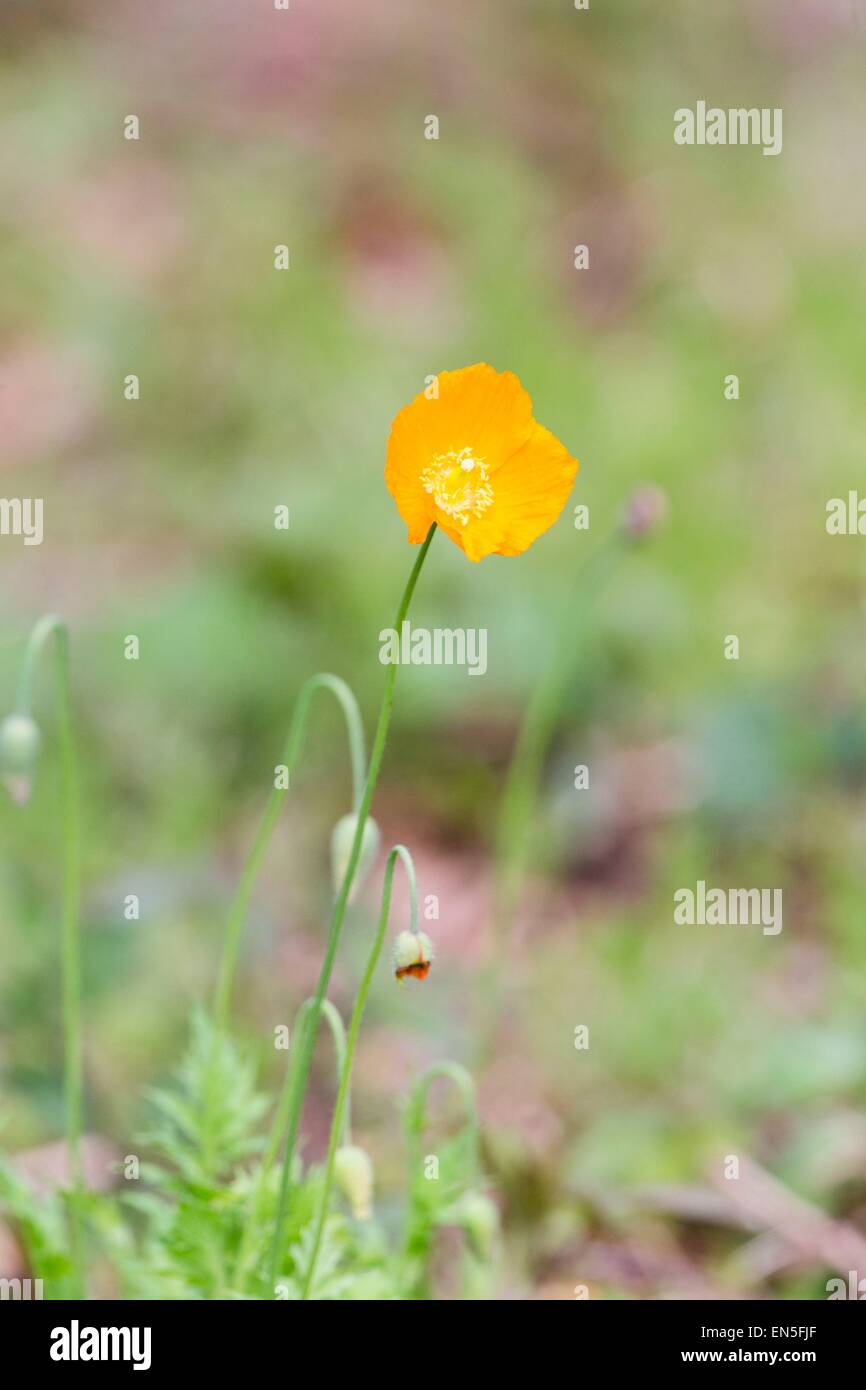 A brightly coloured Welsh poppy at Ynyshir RSPB reserve, mid Wales ...