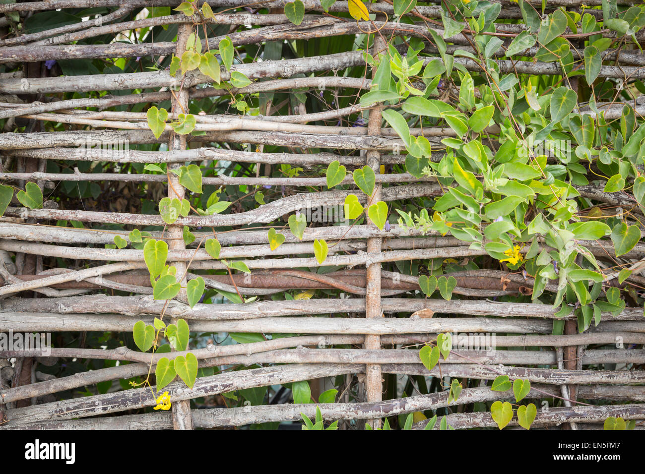 Beautiful Abstract of Woven Branch Decorative Thatch Work Fence Stock ...