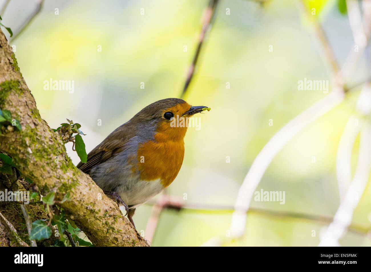 Robin with grubs hi-res stock photography and images - Alamy