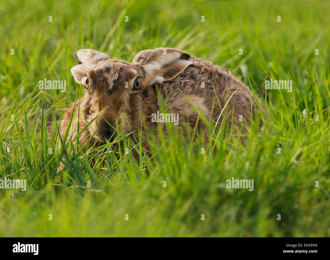 Brown Hare Lepus europaeus laying concealed in grass, Gloucestershire ...