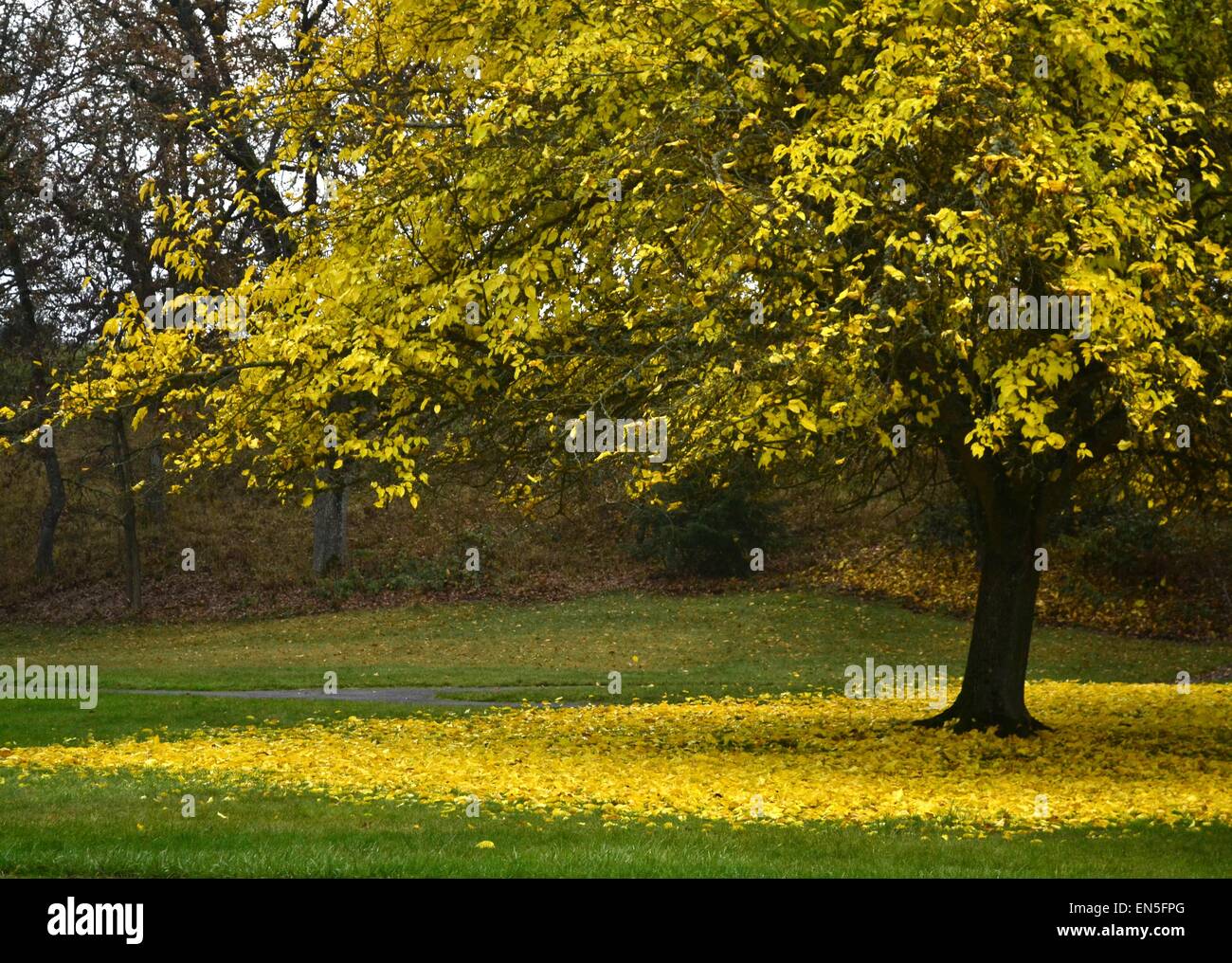 Yellow Leaf Tree in Fall Stock Photo - Alamy
