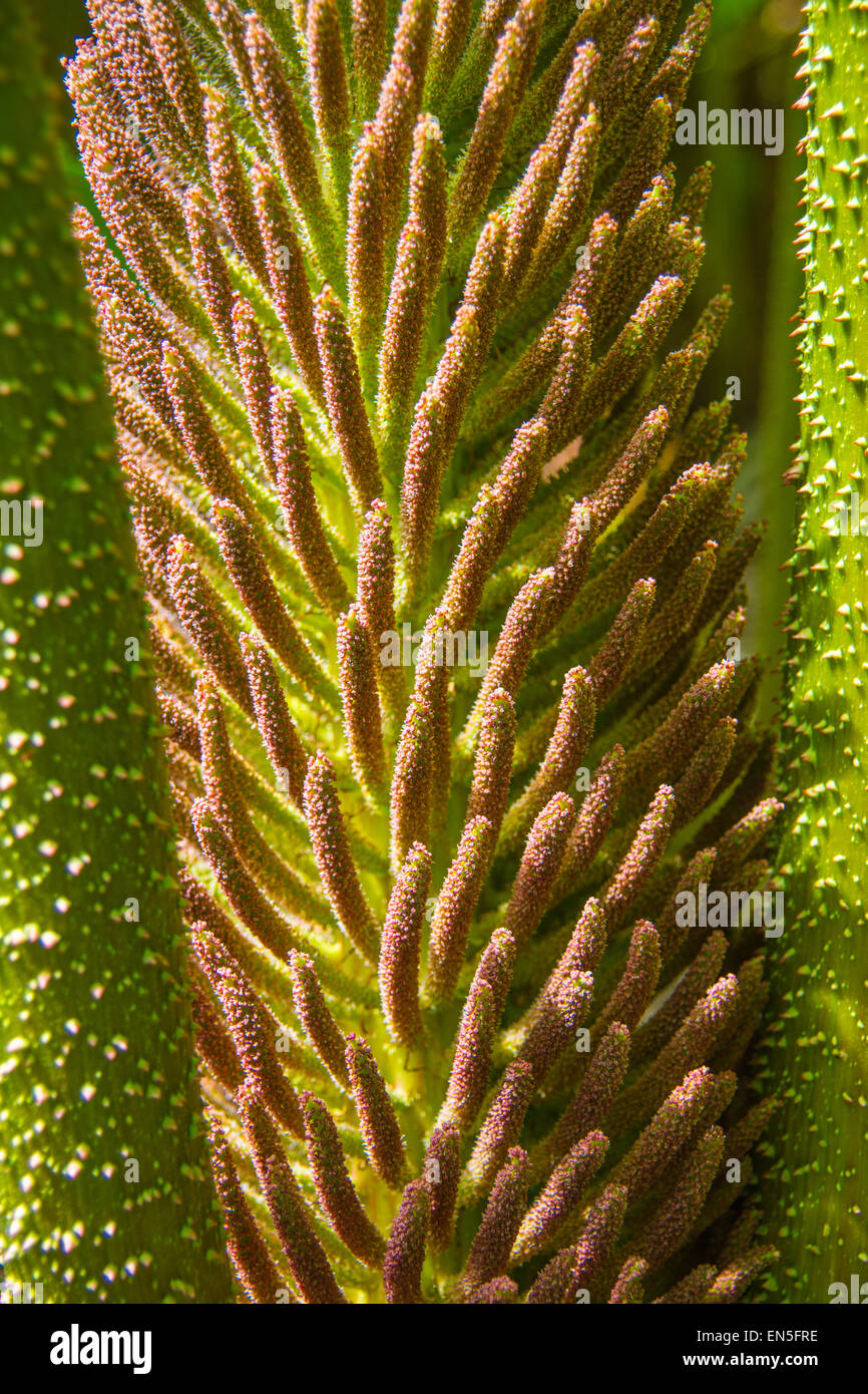 Gunnera flower hi-res stock photography and images - Alamy