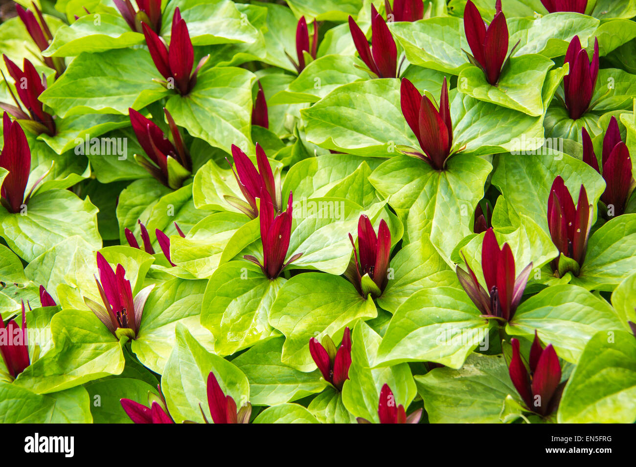 Giant trillium hi-res stock photography and images - Alamy