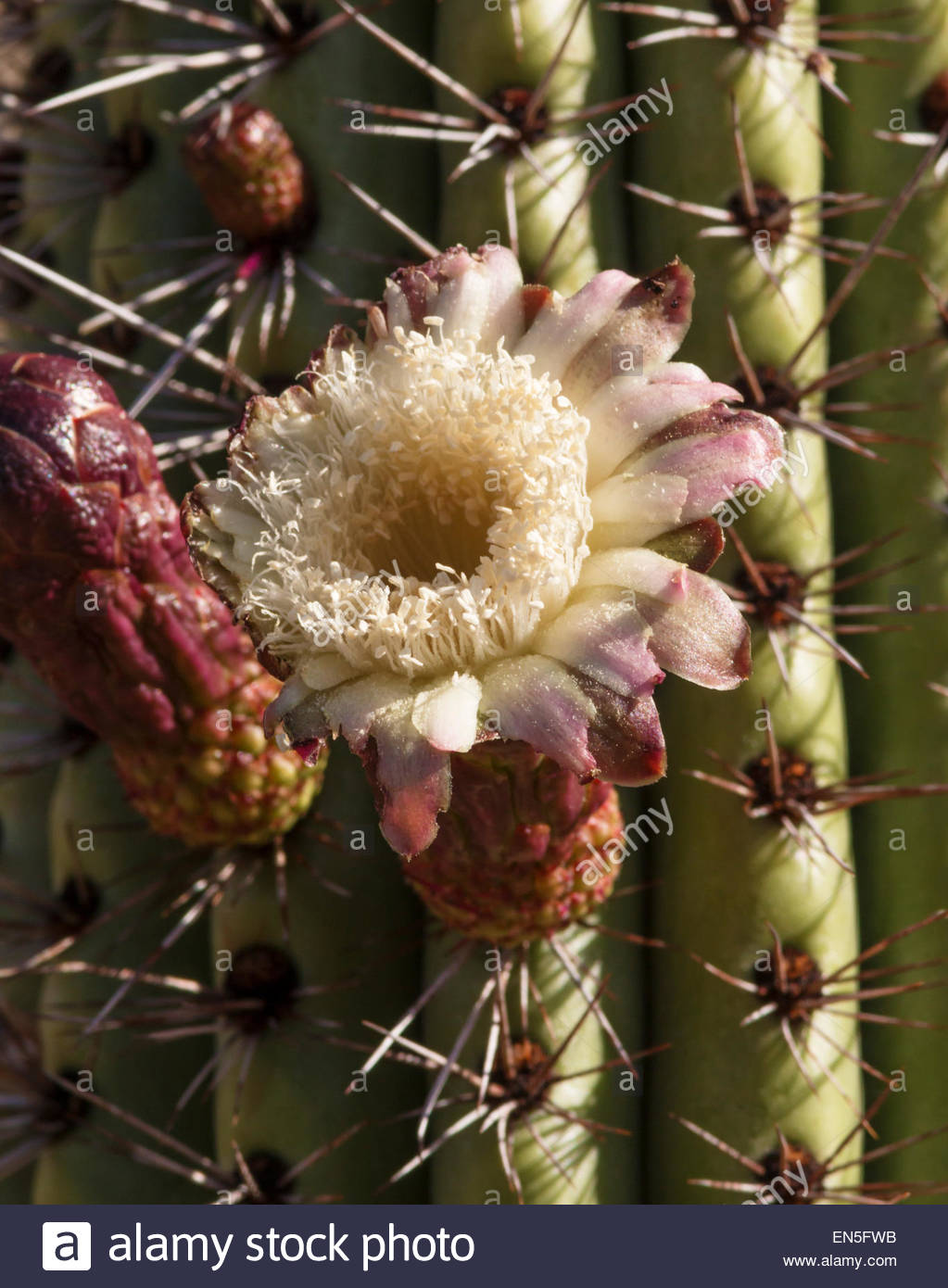 Organ Pipe Cactus Flower High Resolution Stock Photography And Images