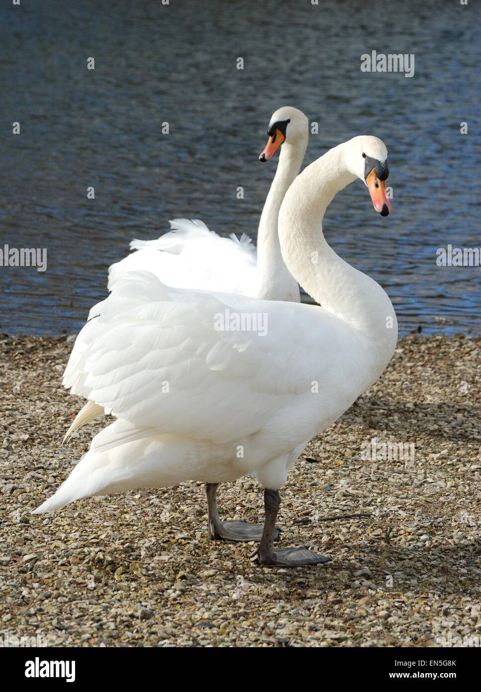 Bank of swans hi-res stock photography and images - Alamy