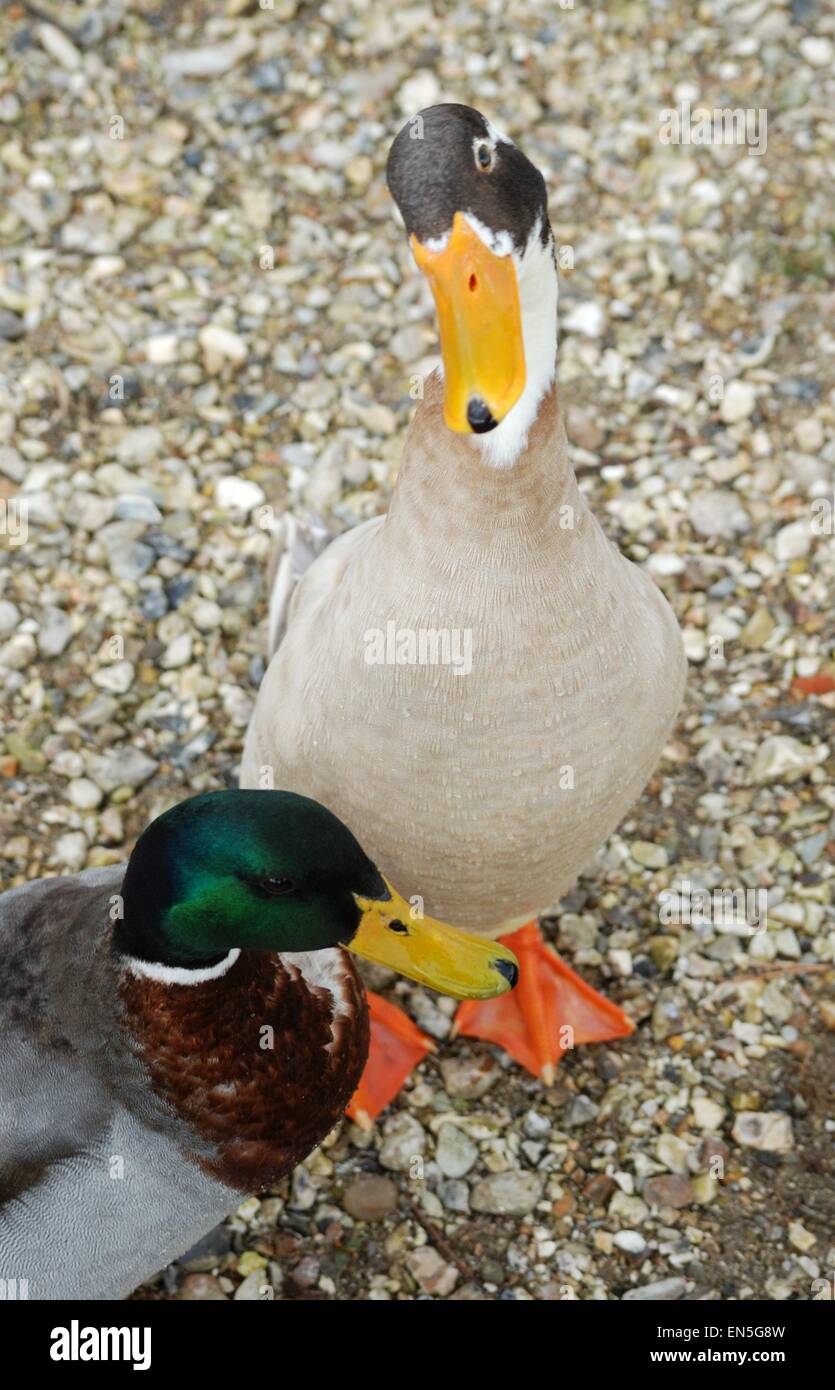 Silver Appleyard Ducks, UK Stock Photo - Alamy