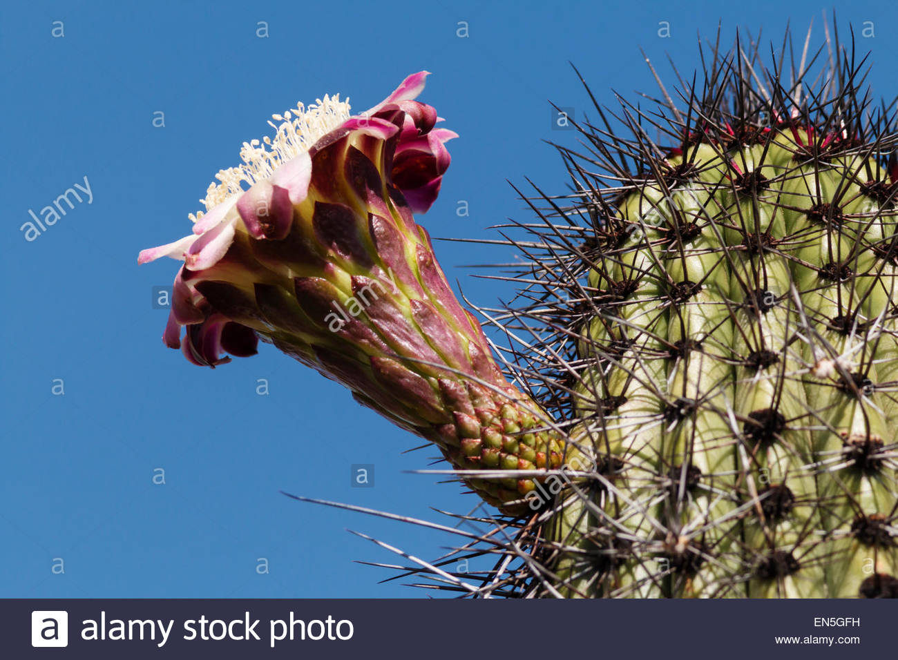 Organ Pipe Cactus Flower High Resolution Stock Photography And Images