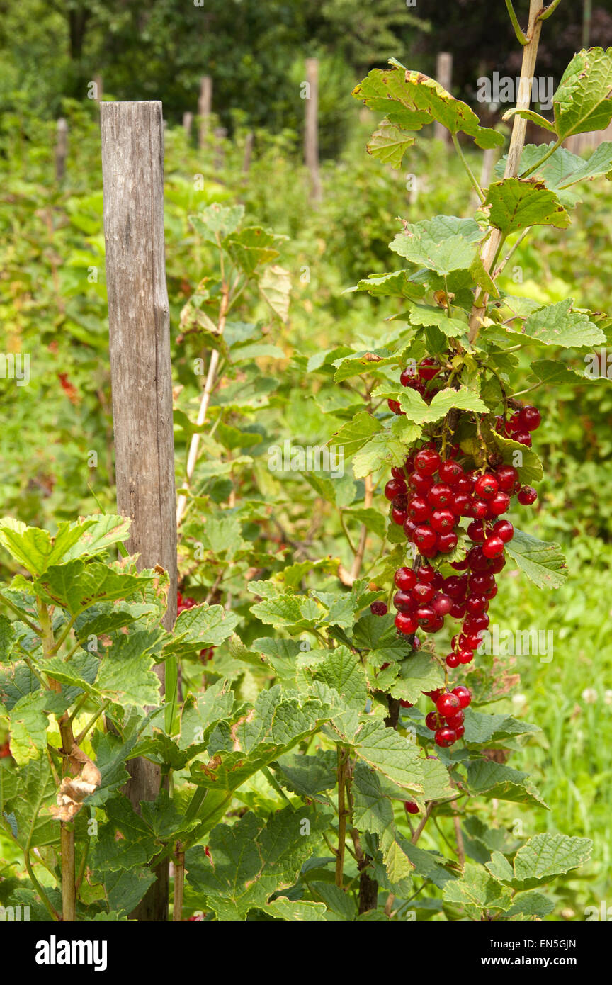 plant of redcurrant cultivated in italian farm Stock Photo - Alamy