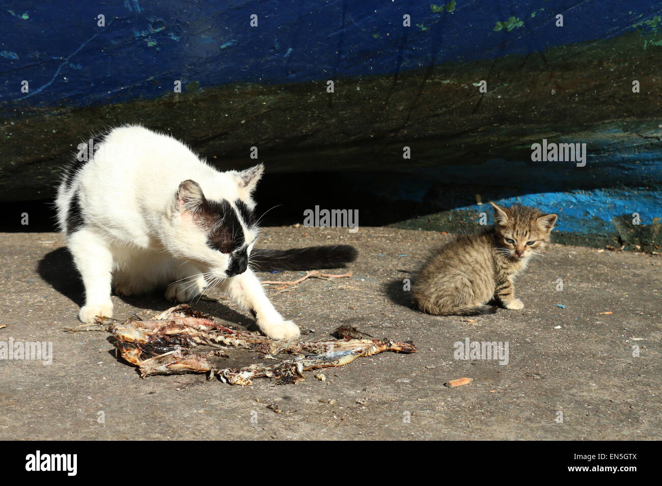 Dead cats hi-res stock photography and images - Alamy