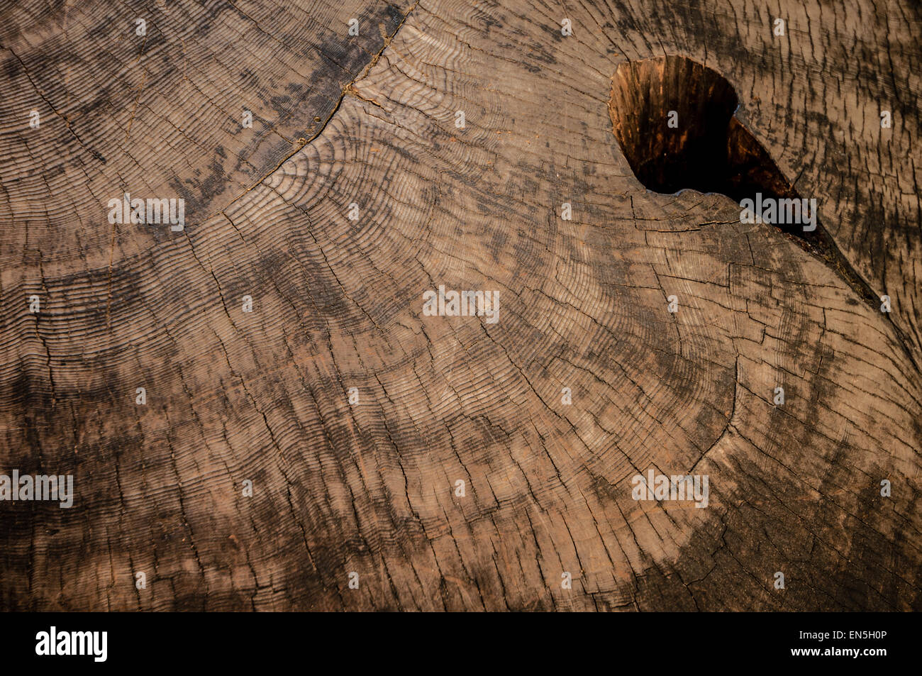 big Sequoia wood texture from national park in california Stock Photo ...