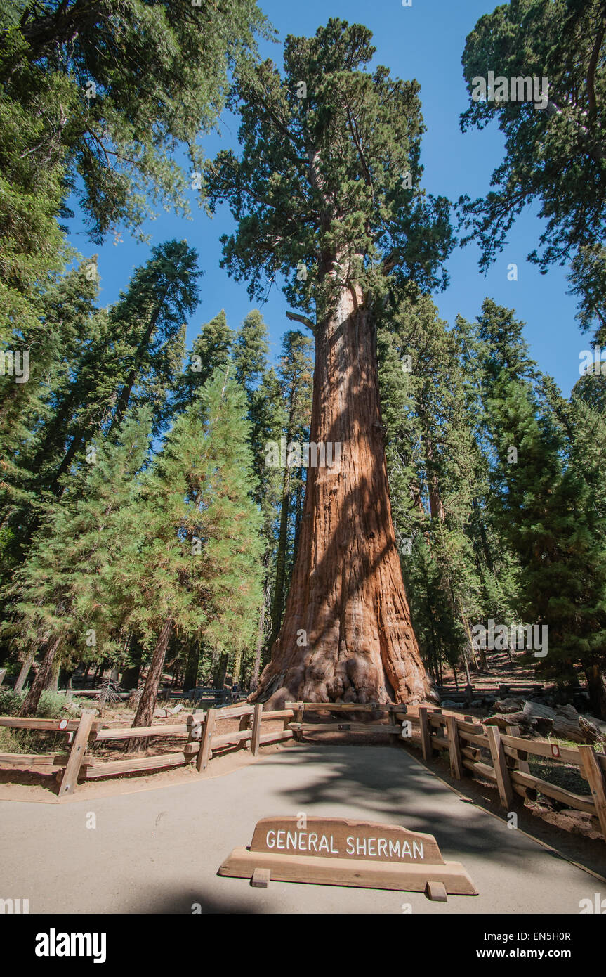 General sherman tree hi-res stock photography and images - Alamy
