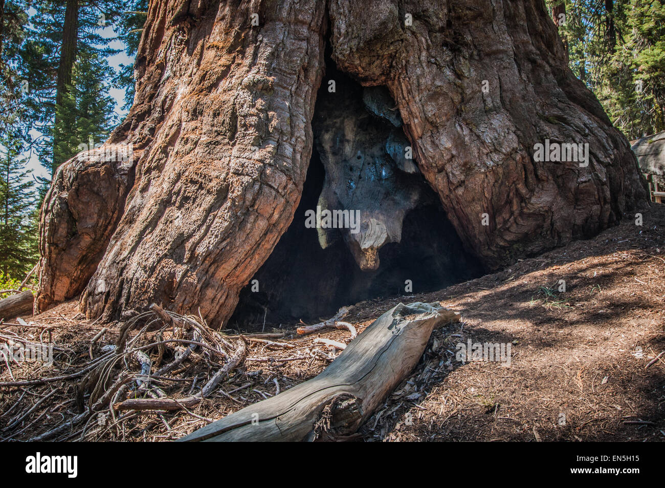 big tree root in Sequoia national park Stock Photo - Alamy