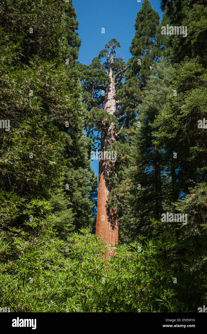 Sequoia national park forest big tree Stock Photo - Alamy