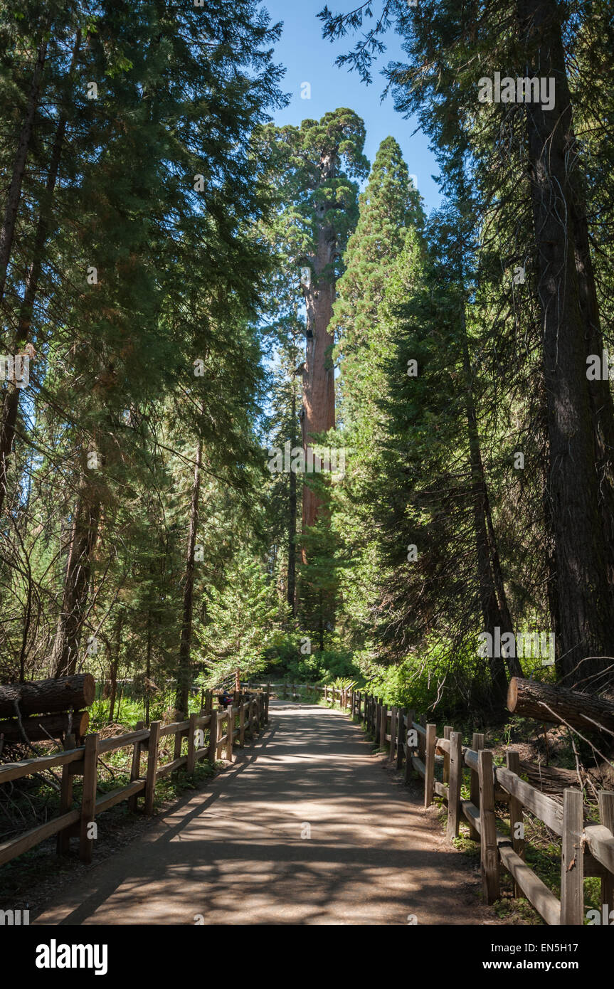 tree trail Sequoia national park forest Stock Photo - Alamy