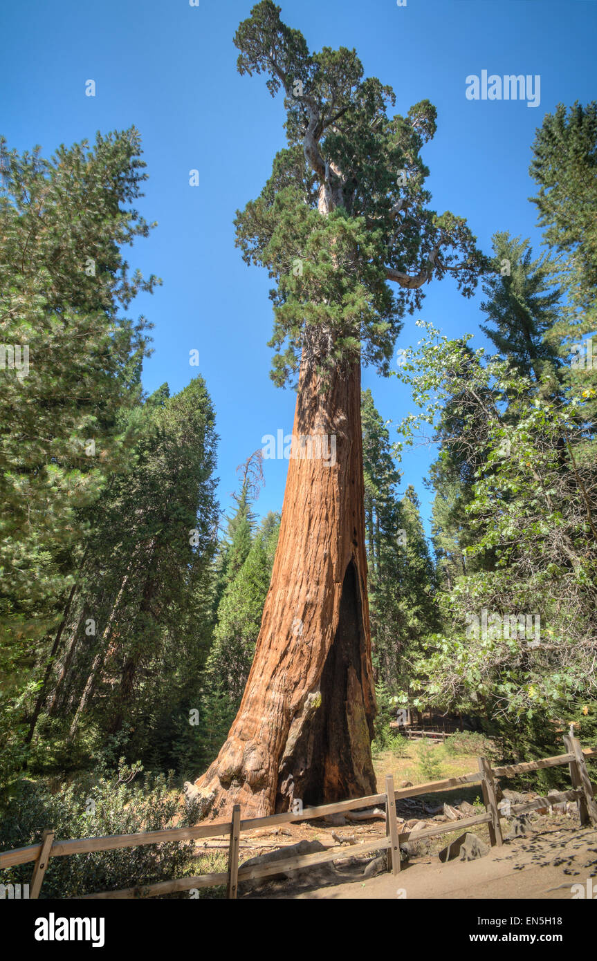 Sequoi tree hi-res stock photography and images - Alamy