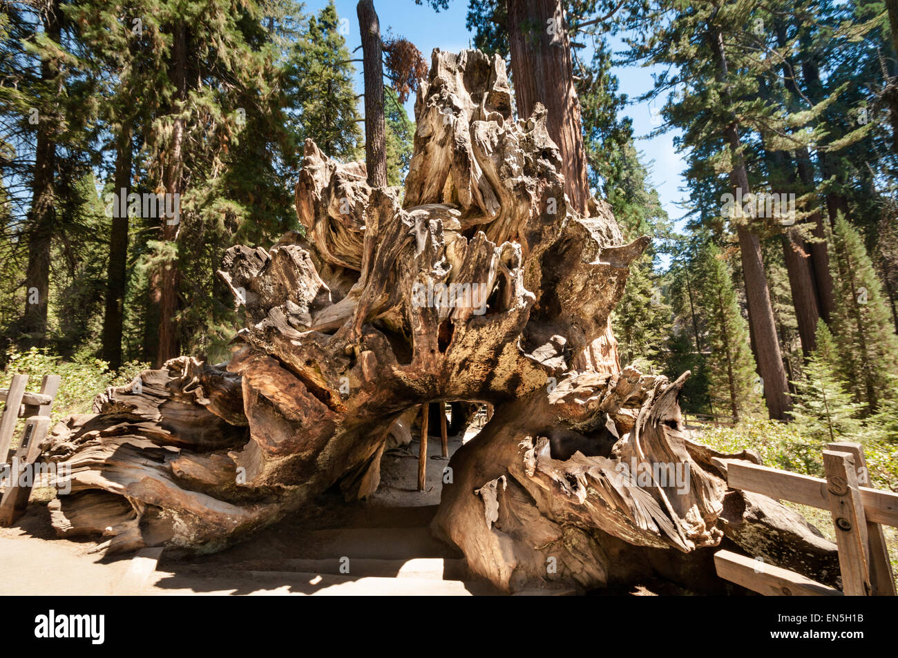 tree root wood in Sequoia national park Stock Photo - Alamy