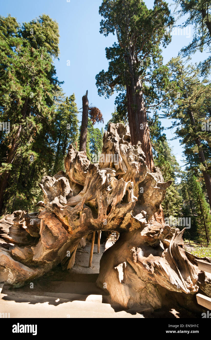 tree root Sequoia national park wood Stock Photo - Alamy