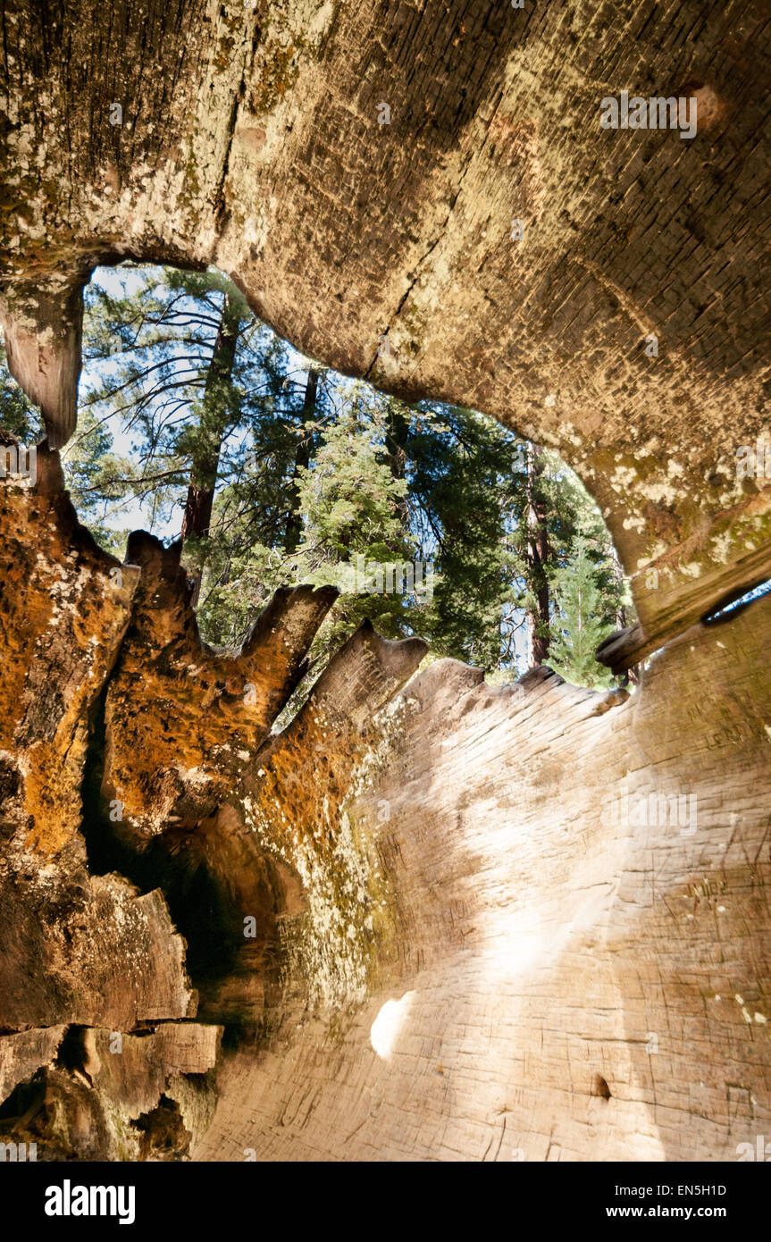 root inside taken from inside to outside Sequoia national park Stock ...