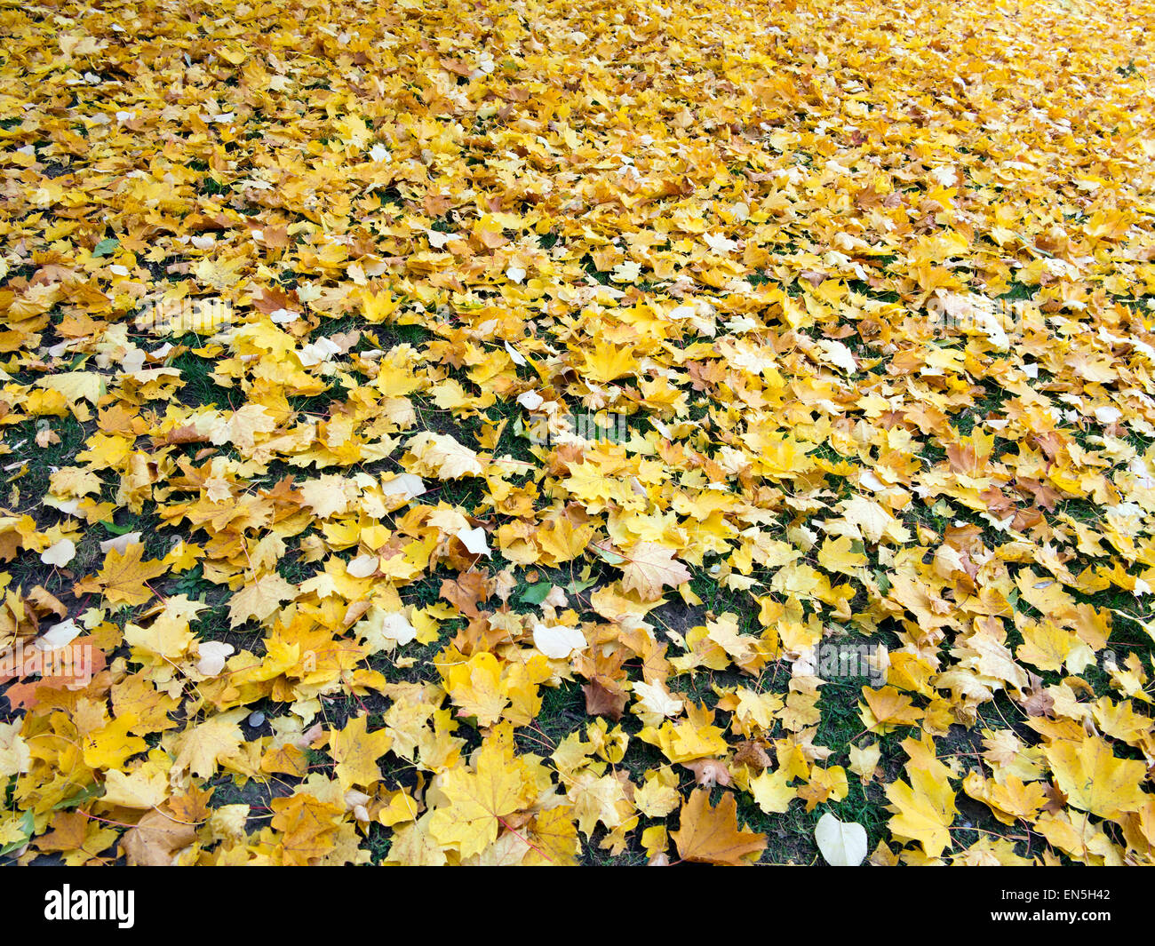 fallen maple leaves Stock Photo - Alamy