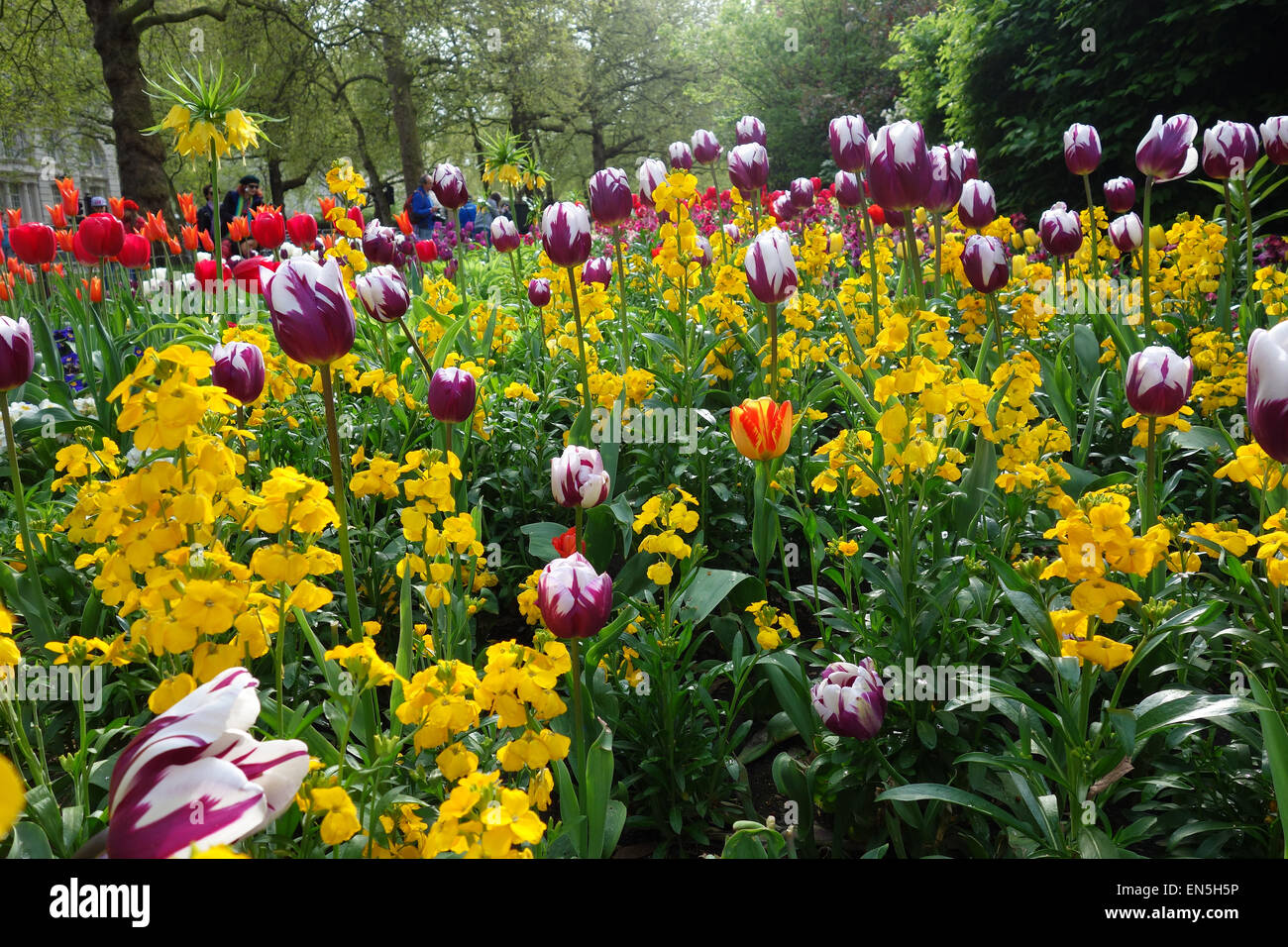 Display of spring flowers in St James Park, London, England, UK Stock ...