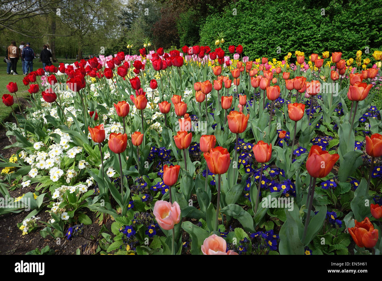 Display of spring flowers in St James Park, London, England, UK Stock ...