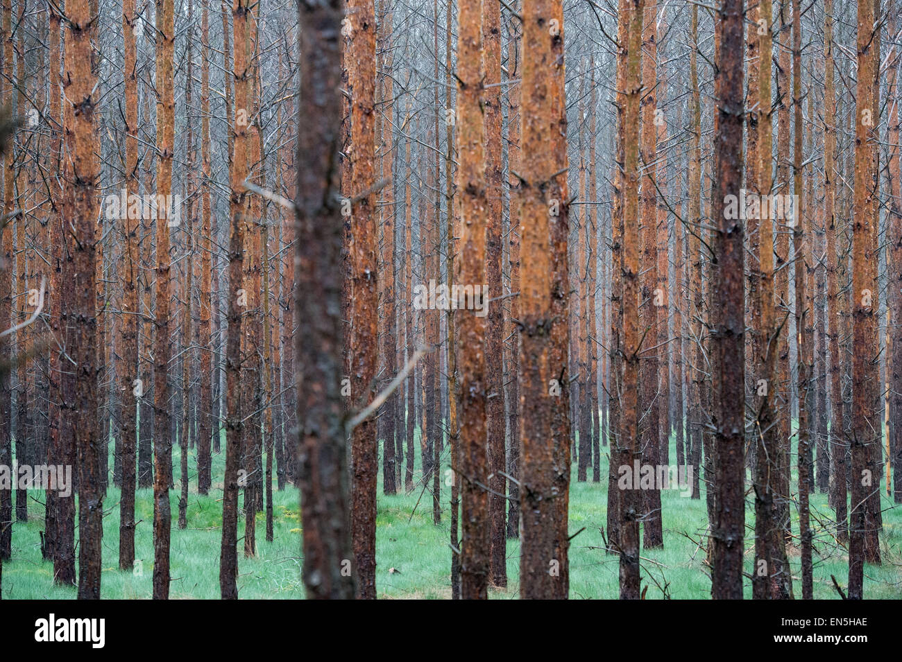 Bald pine trees damaged pine hi-res stock photography and images - Alamy