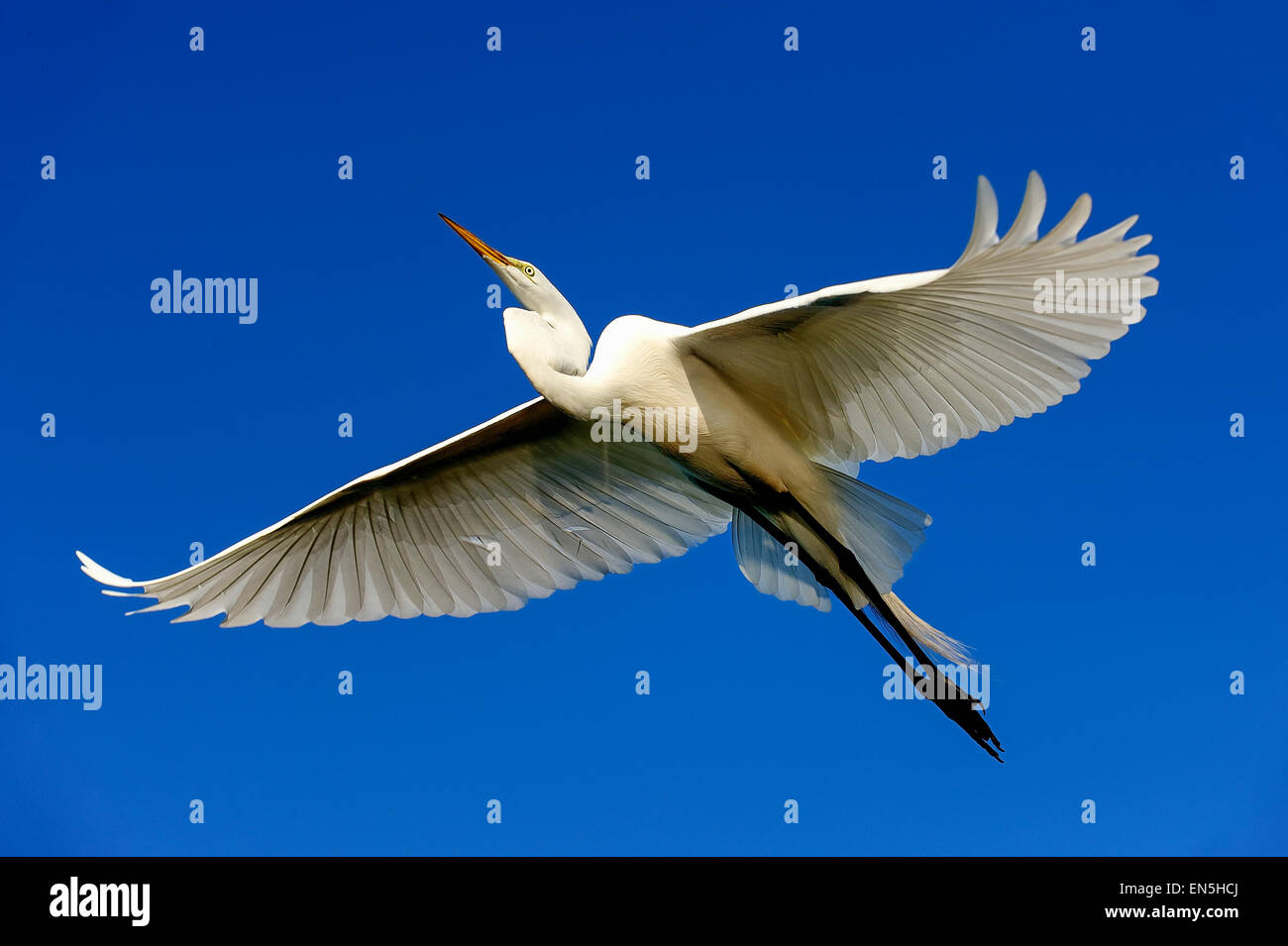 Egret feathers up close hi-res stock photography and images - Alamy