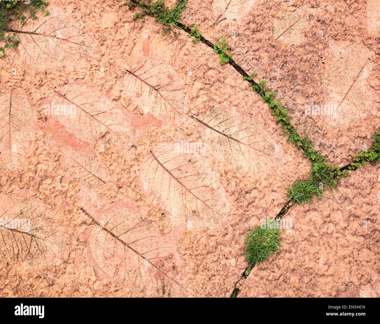 Leaf cement walkway abstract pattern background texture Stock Photo - Alamy
