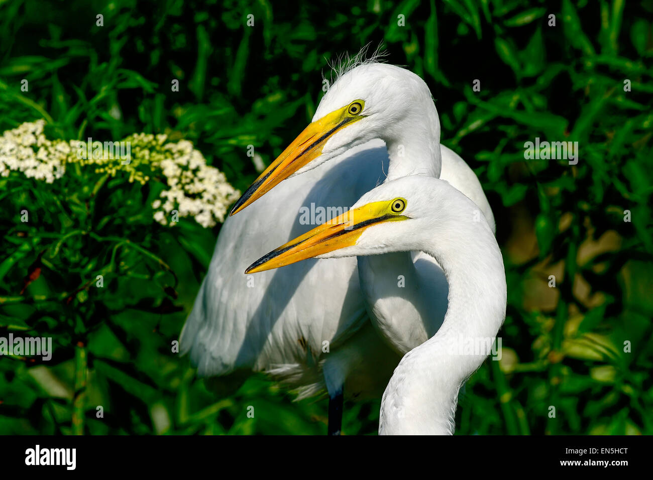 Blue egret hi-res stock photography and images - Alamy