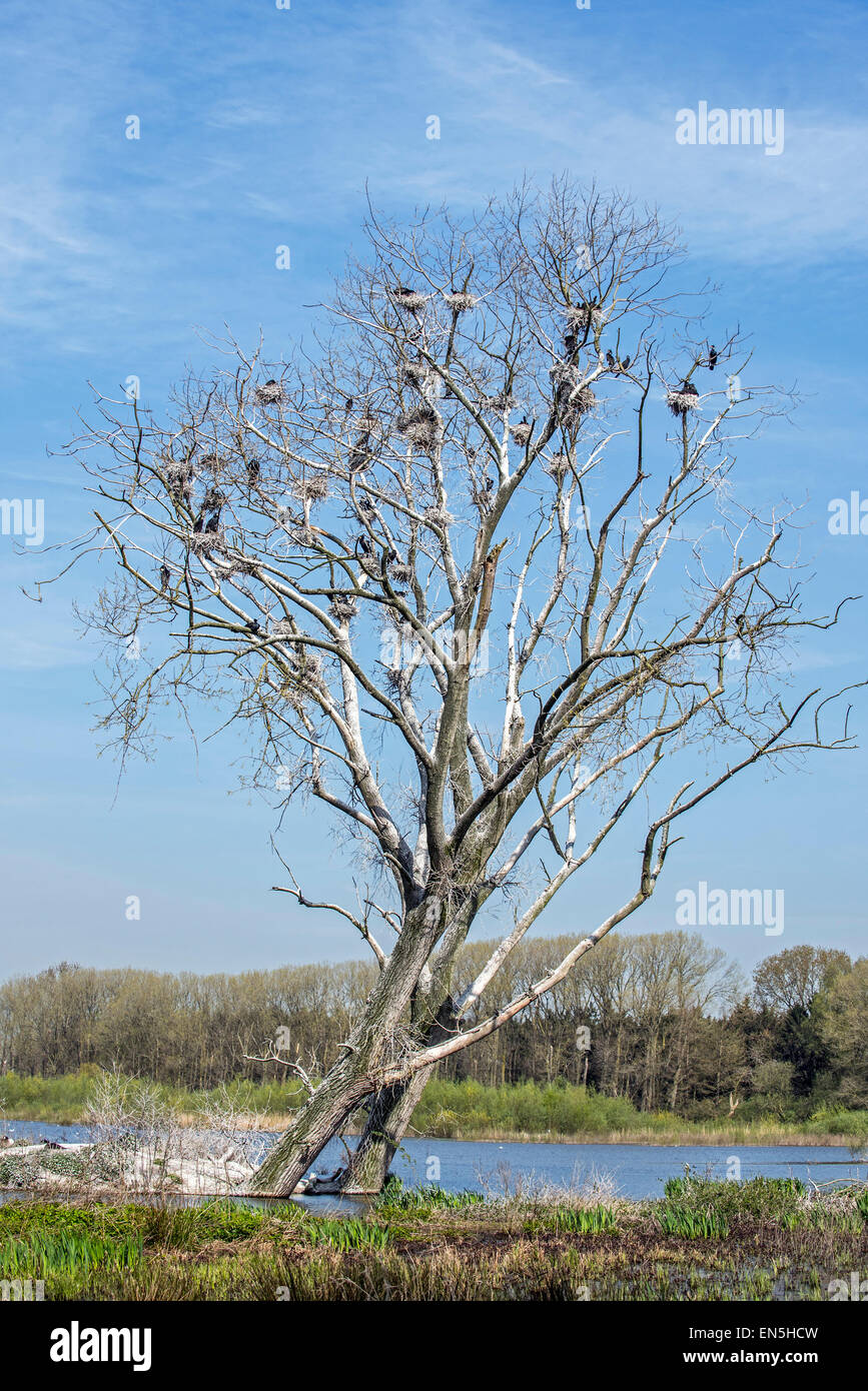 Dead tree in wetland nature reserve colonized by nesting great ...