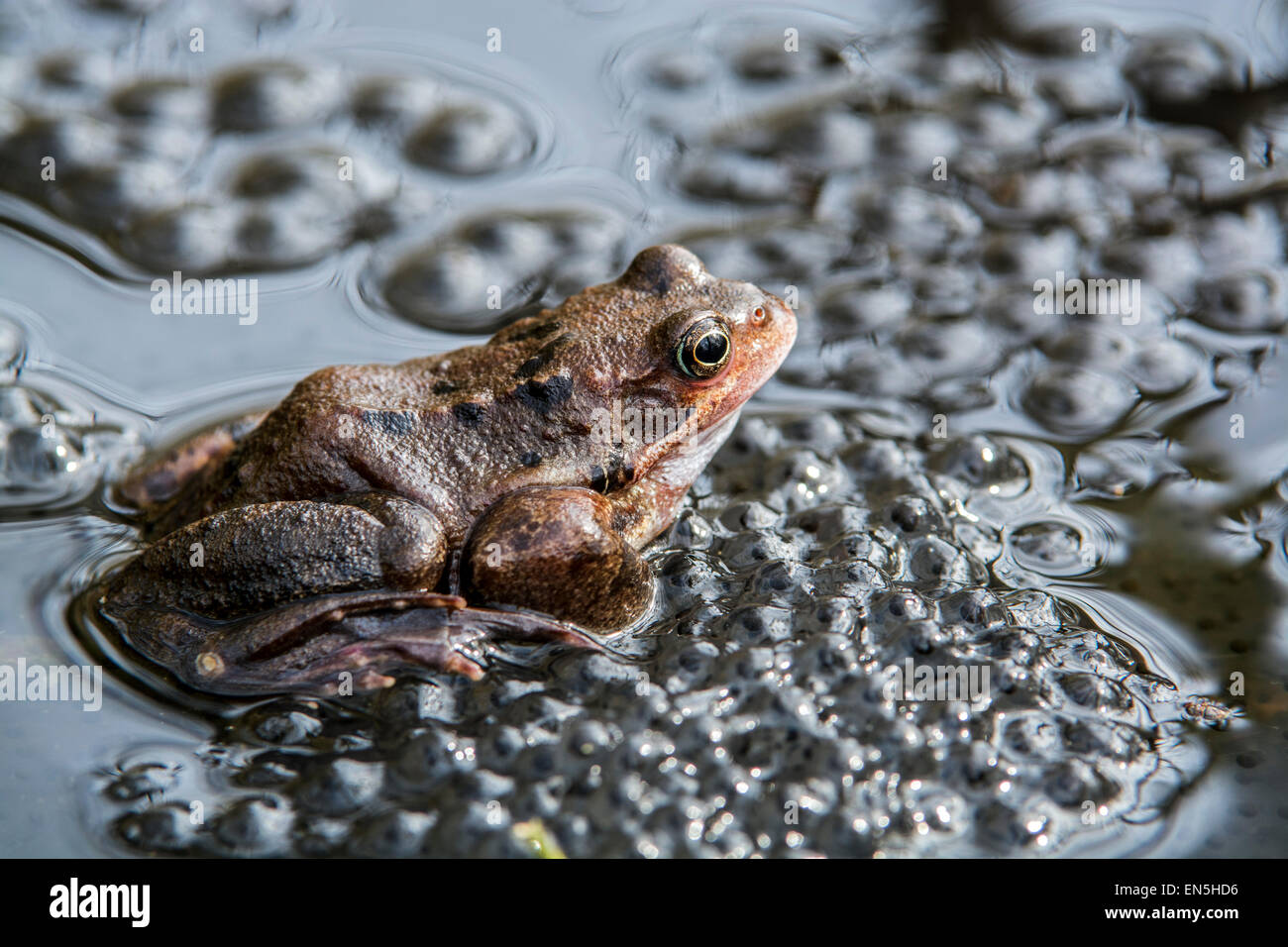 European common frog (Rana temporaria) sitting on frogspawn in pond ...
