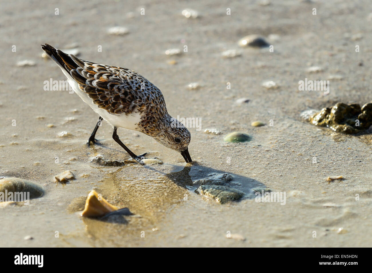 Sanderling sand beach hi-res stock photography and images - Alamy