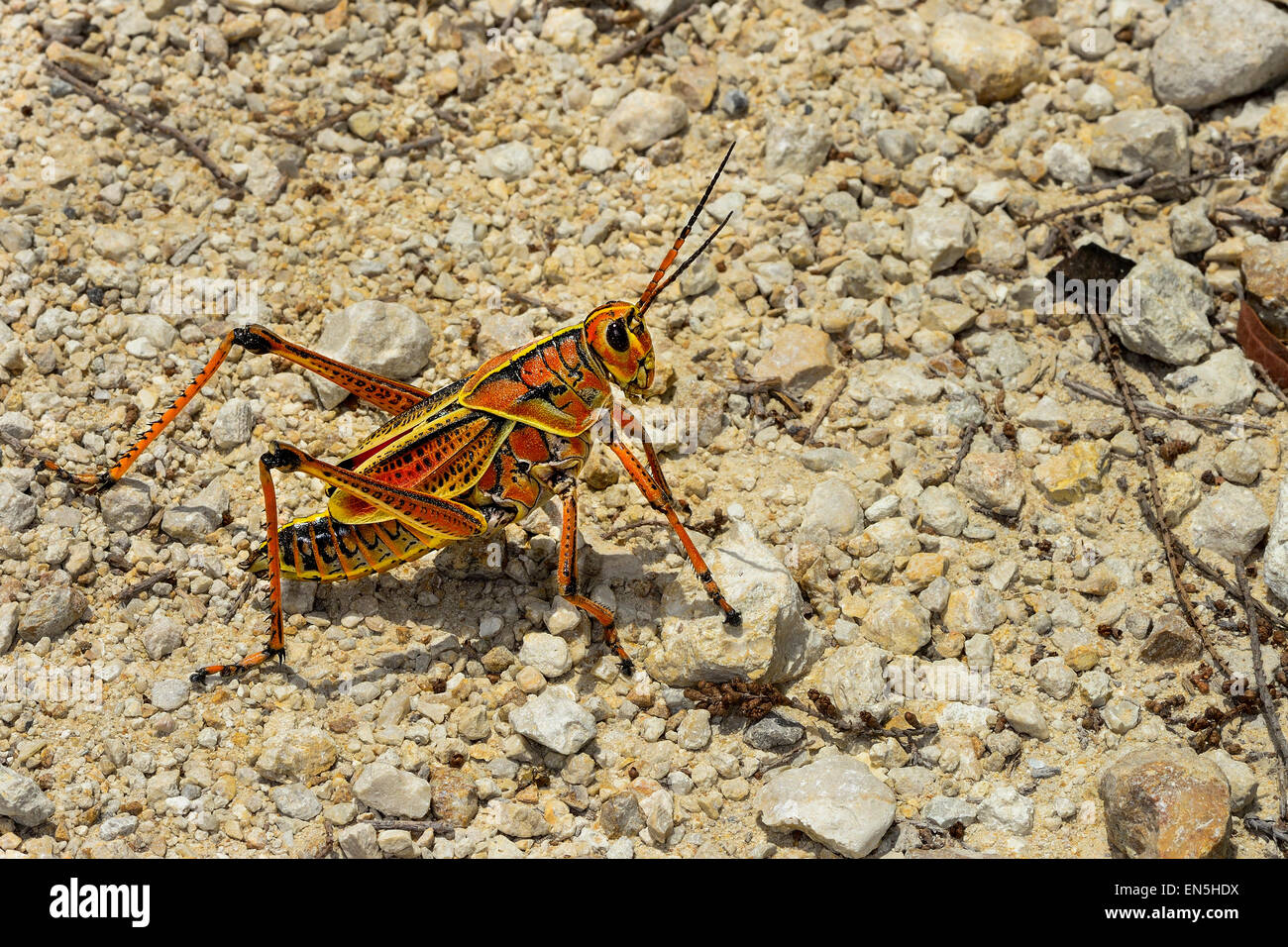 eastern lubber grasshopper, everglades, florida Stock Photo - Alamy