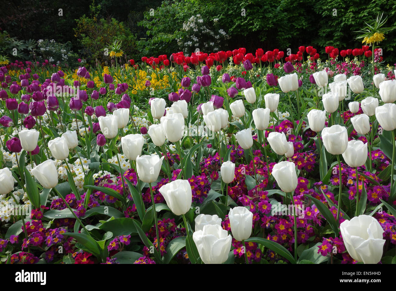 Display of spring flowers in St James Park, London, England, UK Stock ...