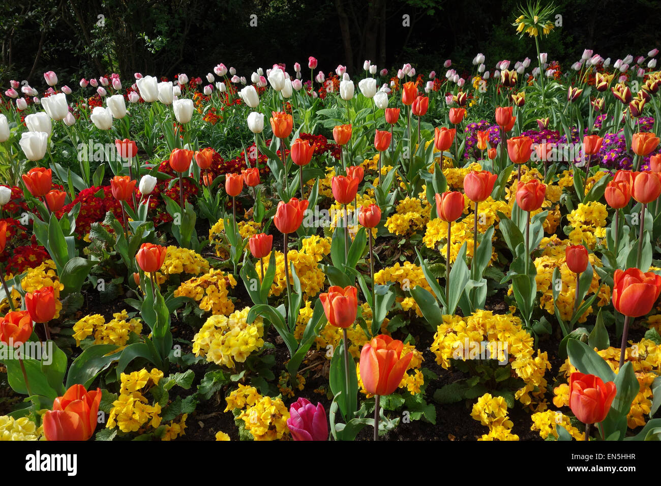 Display of spring flowers in St James Park, London, England, UK Stock ...
