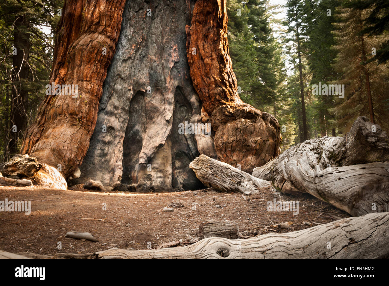 Burned trees sequoia national park hi-res stock photography and images ...
