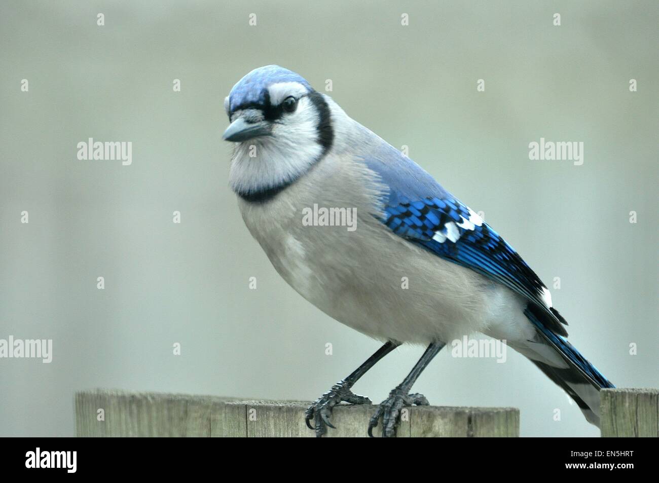 Jay fauna hi-res stock photography and images - Alamy