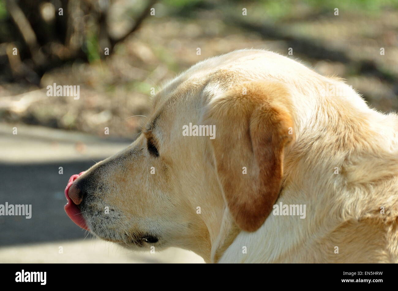 Licking Labrador Retriever Stock Photo - Alamy