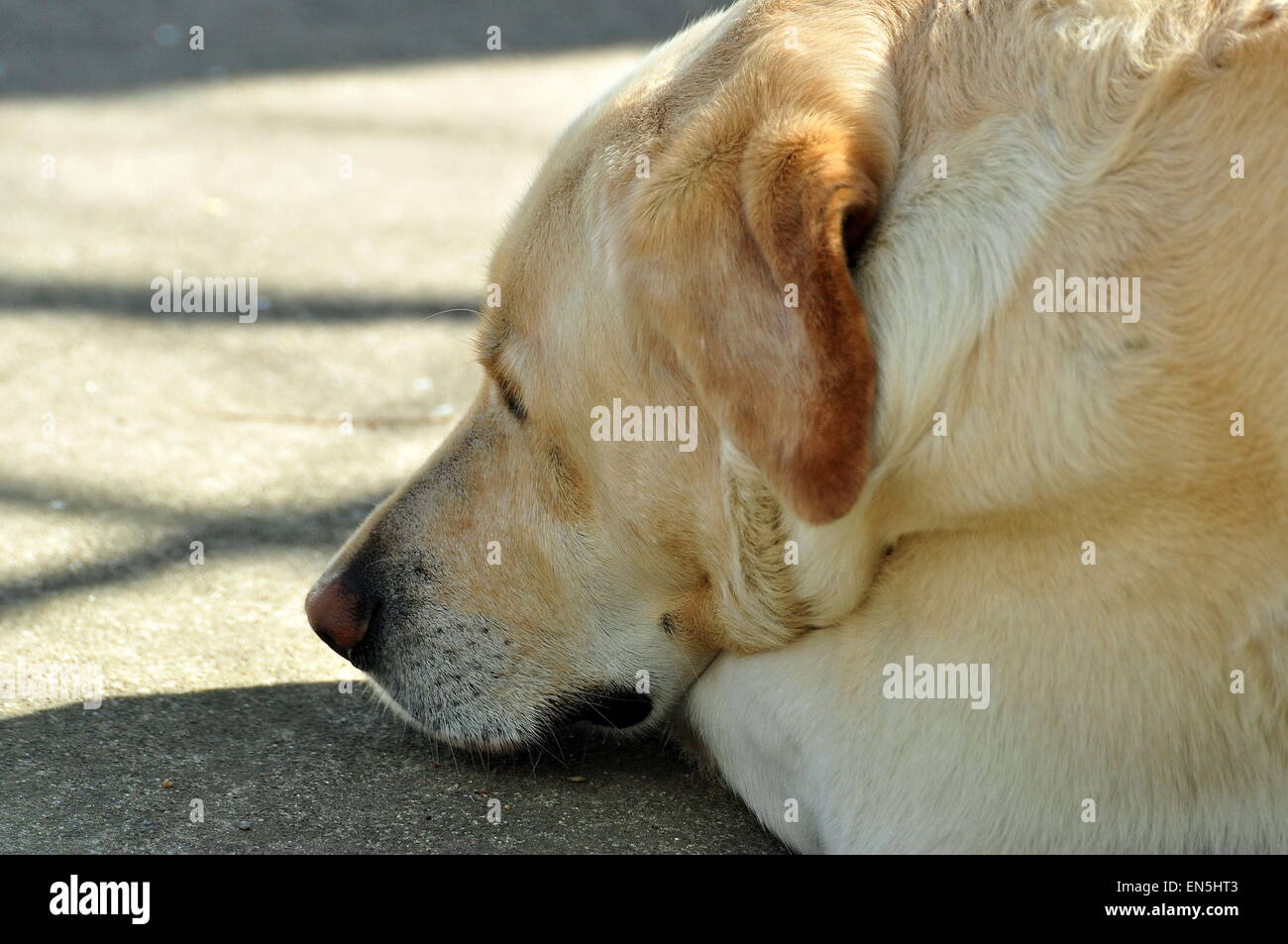 Tired Labrador Retriever Stock Photo - Alamy